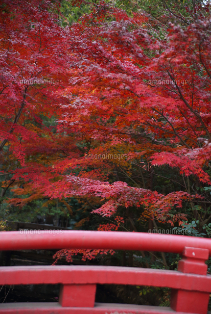 鎌倉の紅葉と赤い橋の写真素材 FYI07907985 ストックフォトの Qlean Market