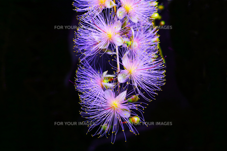 ライトアップされた一夜限りのサガリバナの写真素材 [FYI01182161] | ストックフォトの Qlean Market（キュリンマーケット）