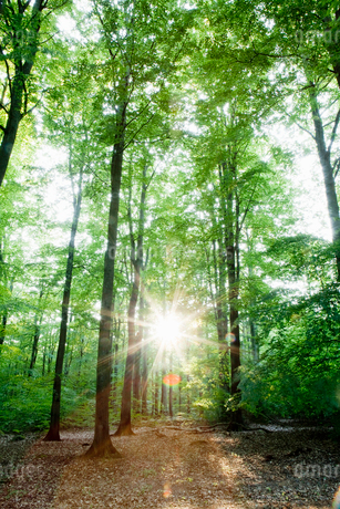 Sweden, Skane, Soderasen, Sun breaking through treesの写真素材 [FYI02202993 ...