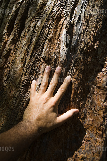Man touching tree barkの写真素材 [FYI03461924] | ストックフォトの Qlean Market（キュリン ...