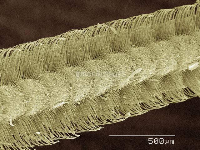 Coloured SEM of silk moth antennaの写真素材 [FYI03511708] | ストックフォトの Qlean ...