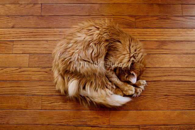 Overhead view of ginger cat curling up on parquet floorの写真素材 ...