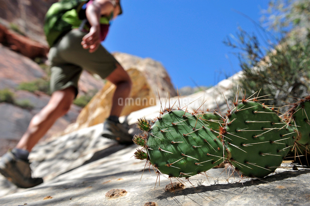 Female hiking up rock, Mount Wilson, Red Rock Canyon, Nevada, USAの写真素材 ...